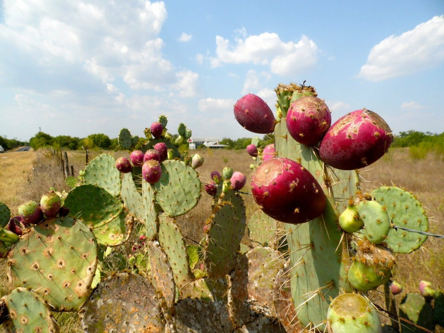 The Prickly Pear Margarita - Cook Savor Celebrate