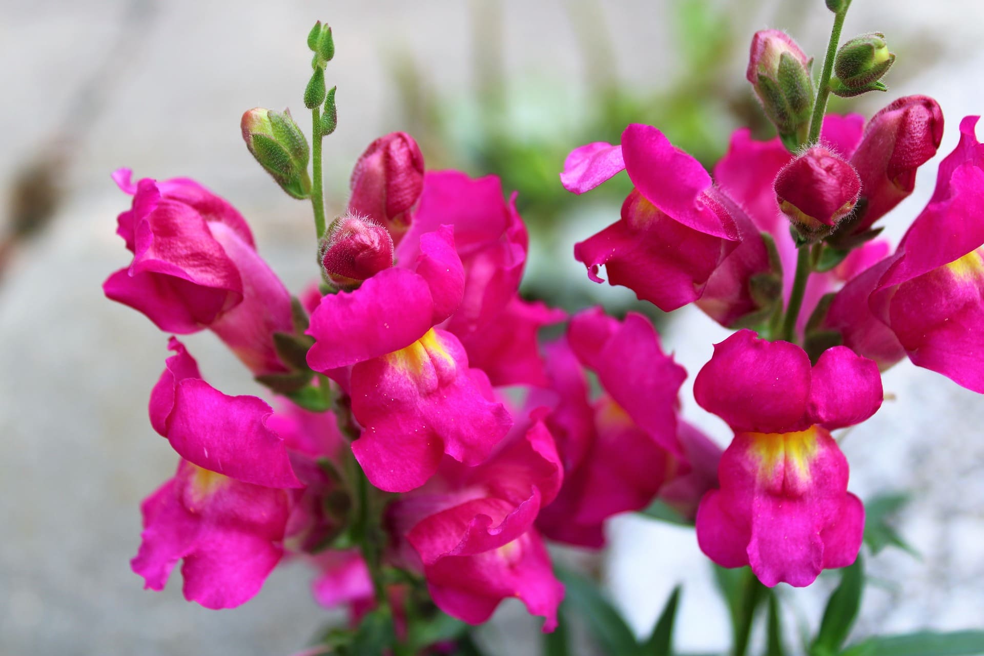 Snap Dragon - Cook Savor Celebrate