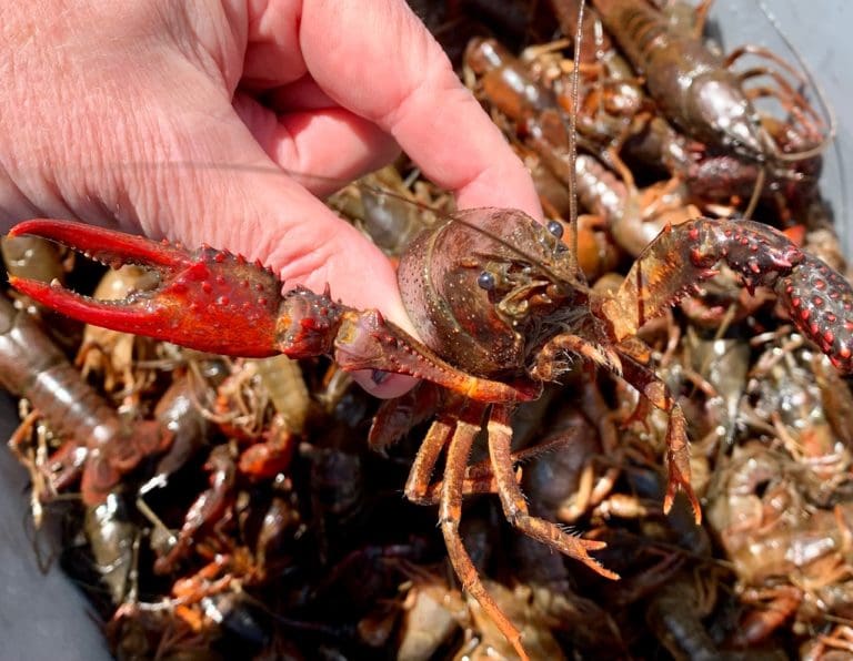 Crawfish Boil - Cook Savor Celebrate